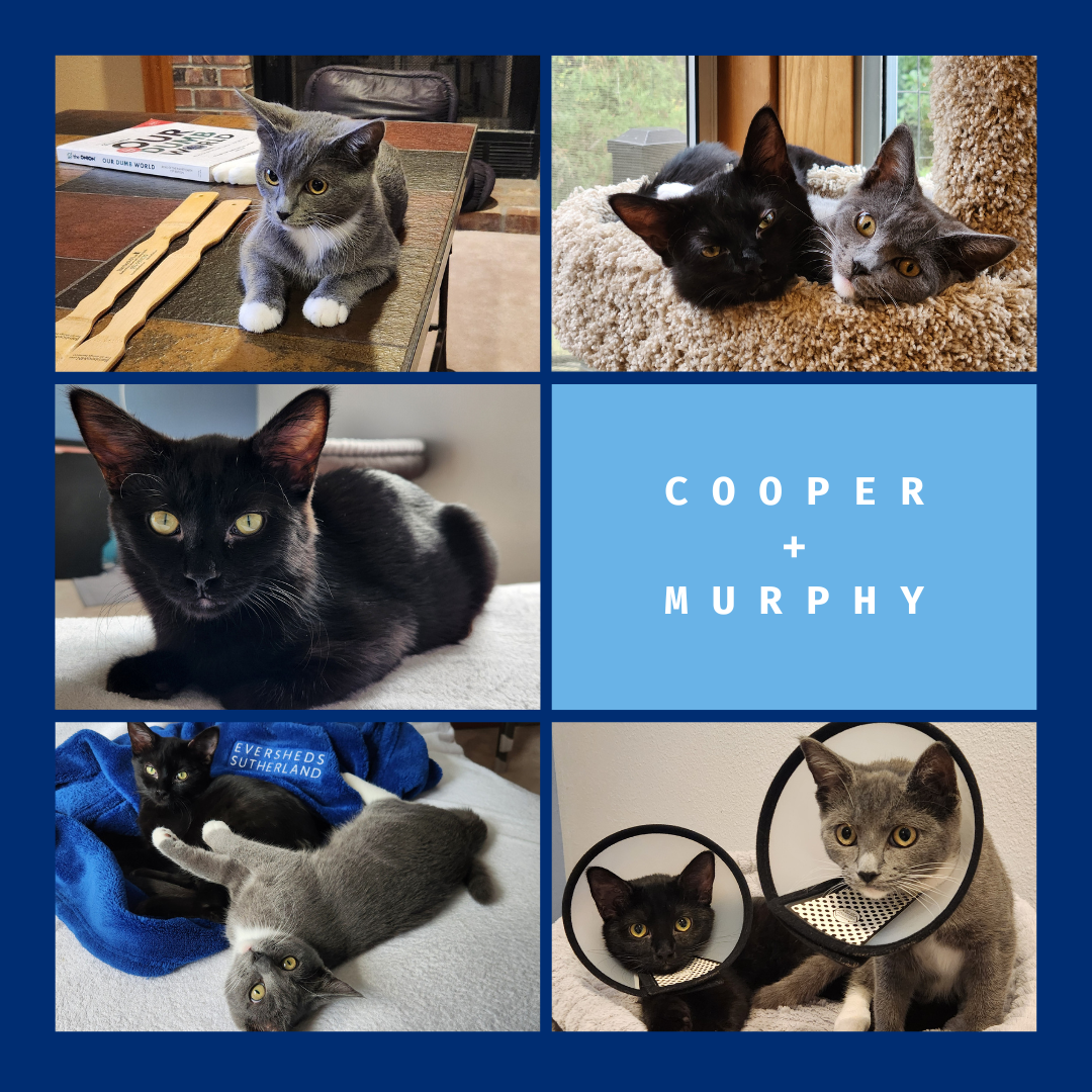 SALT Pets of the Month: Cooper and Murphy | SALT Shaker